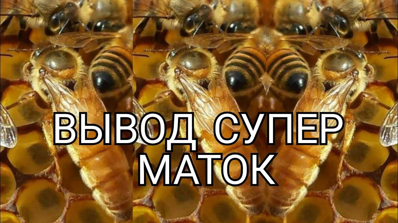 УНИКАЛЬНЫЙ МЕТОД ВЫВОДА ПЧЕЛИНЫХ МАТОК - YouTube