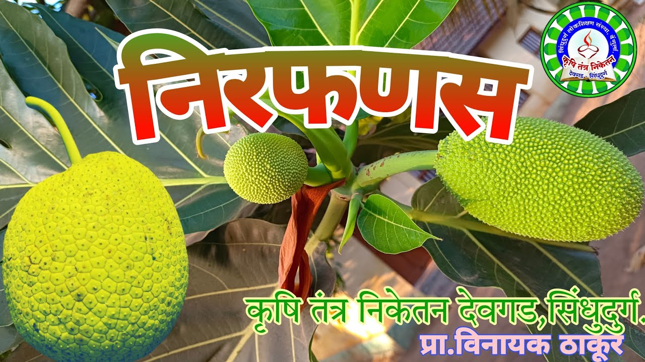 नीरफणस / ब्रेडफ्रुट लागवड , Nirfanas /Breadfruit cultivation व ...