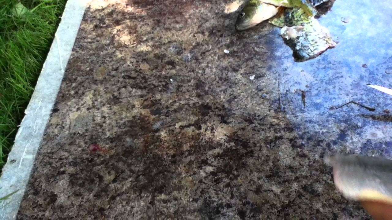 Gross Worms Inside a Perch I Caught! - YouTube