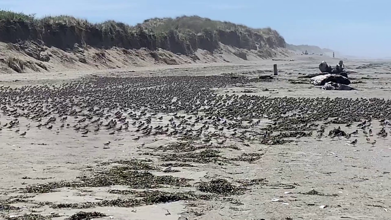 When Plovers Attack! - YouTube