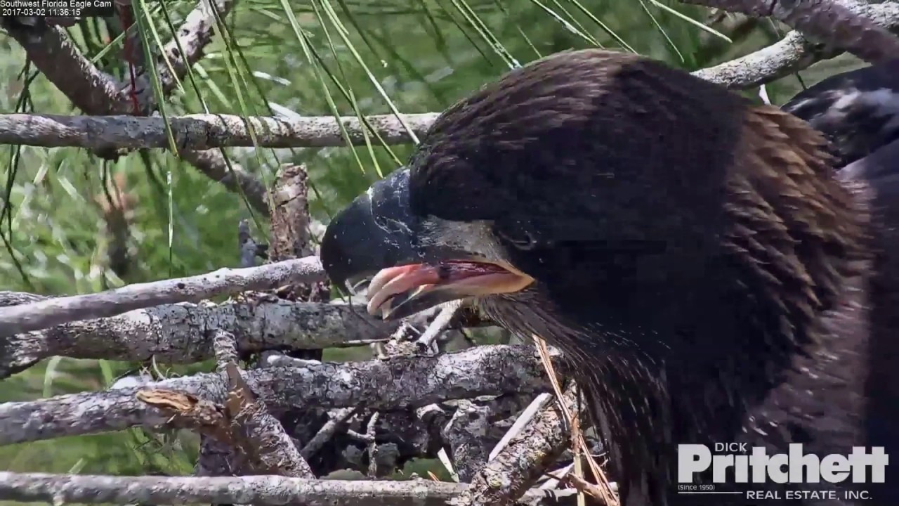 SWFL Eagles ~ E9's Tongue Barbs & Glottis 3.2.17 - YouTube