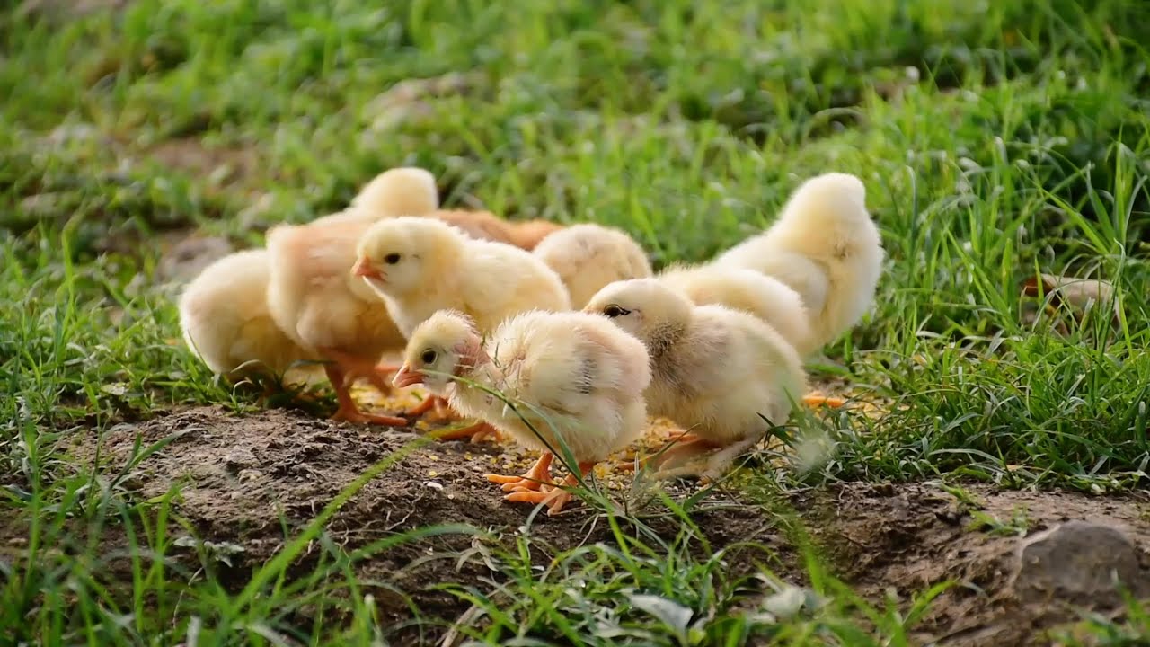 cute chicks video collection -animal galelry #cutechick - YouTube
