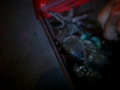 Tarantula Feeding Video 17 - Goliath Worm Feeders - YouTube