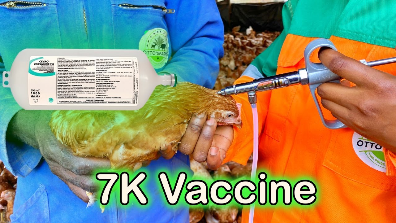 "Vaccinating Our Layers: Understanding the 3-in-1 CEVAC® CORYMUNE 7K ...