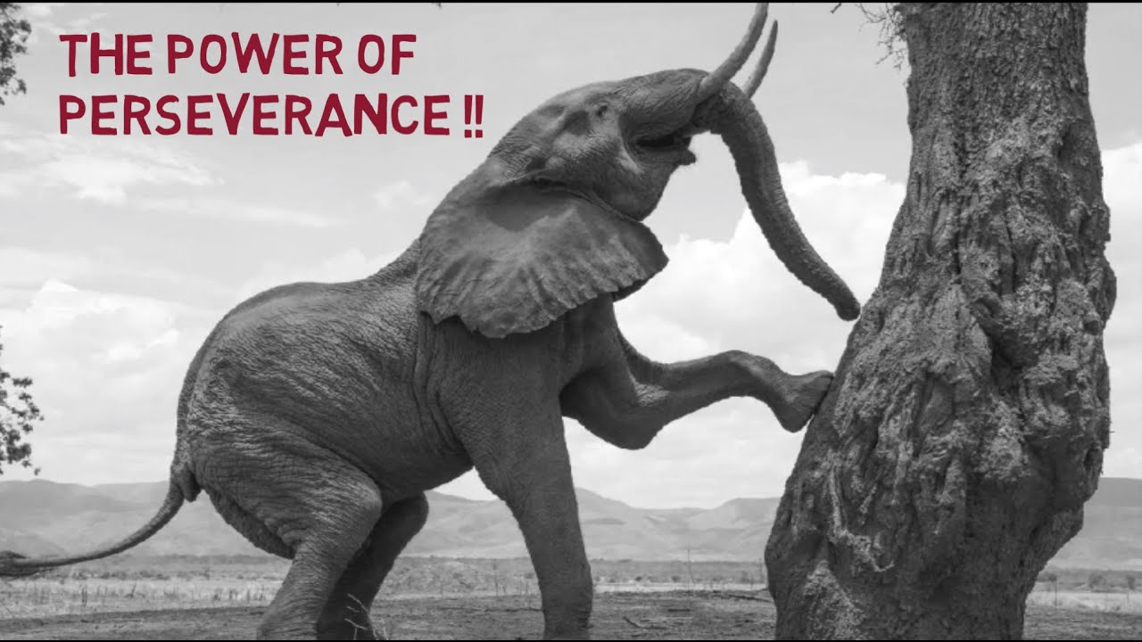 grit the power of passion and perseverance - YouTube