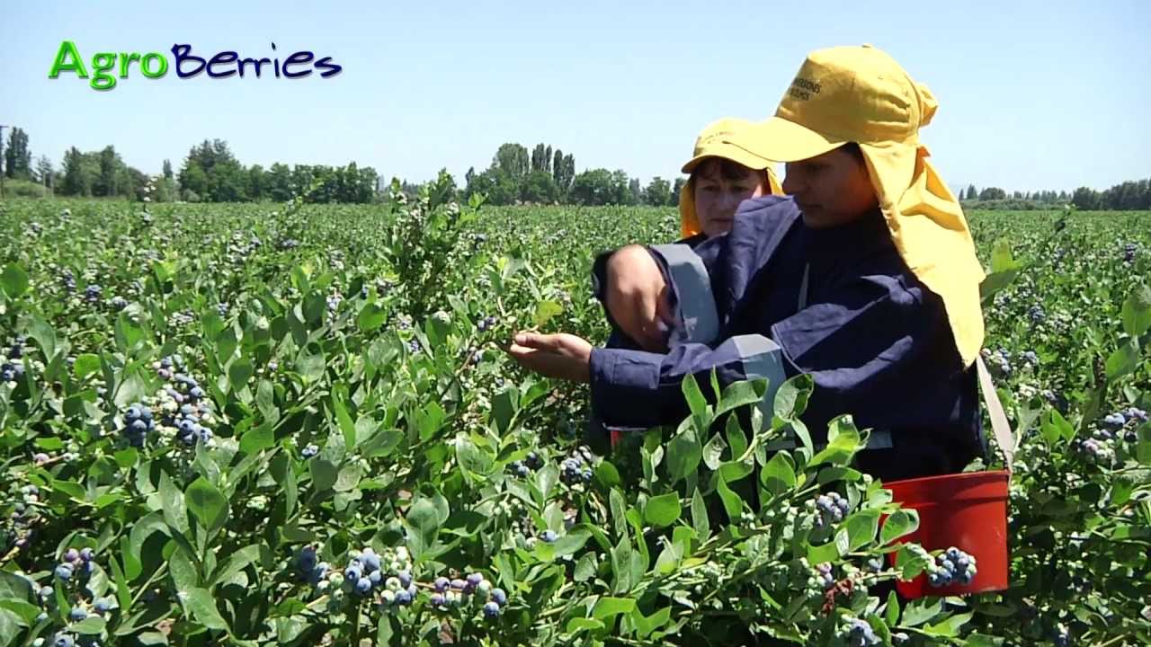 Corporativo Agroberries S.A. (ENG) - YouTube