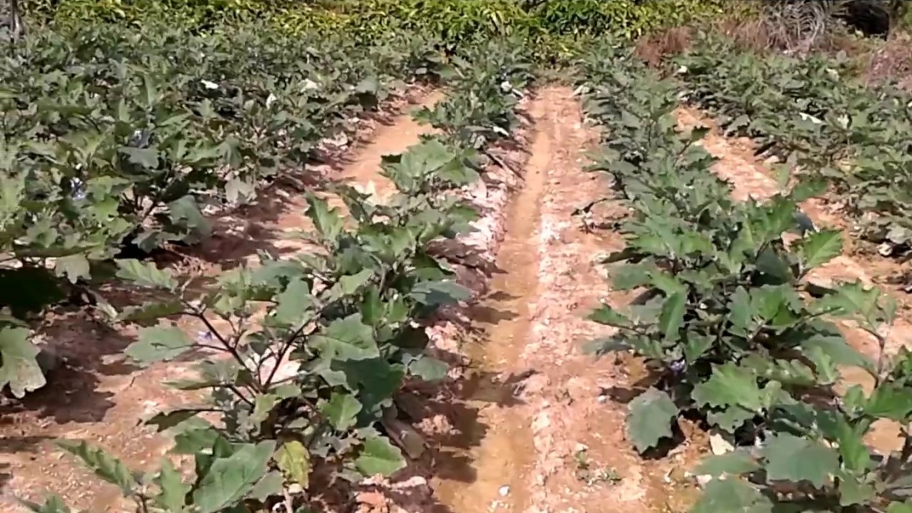 Cara Tanam Pokok Terung Brinjal Contoh - YouTube