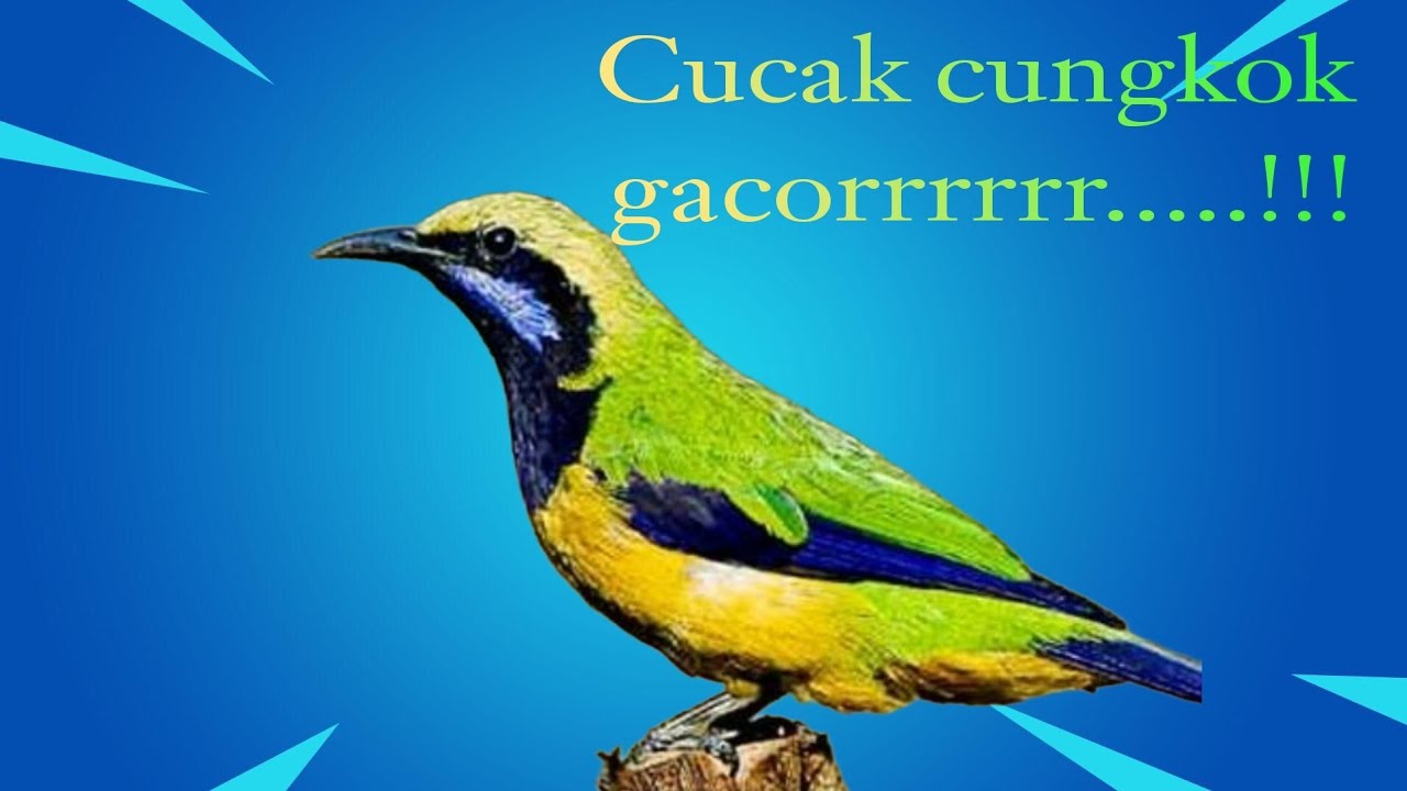 masteran cucak cungko gacorrr dor jeda 2 menit - YouTube