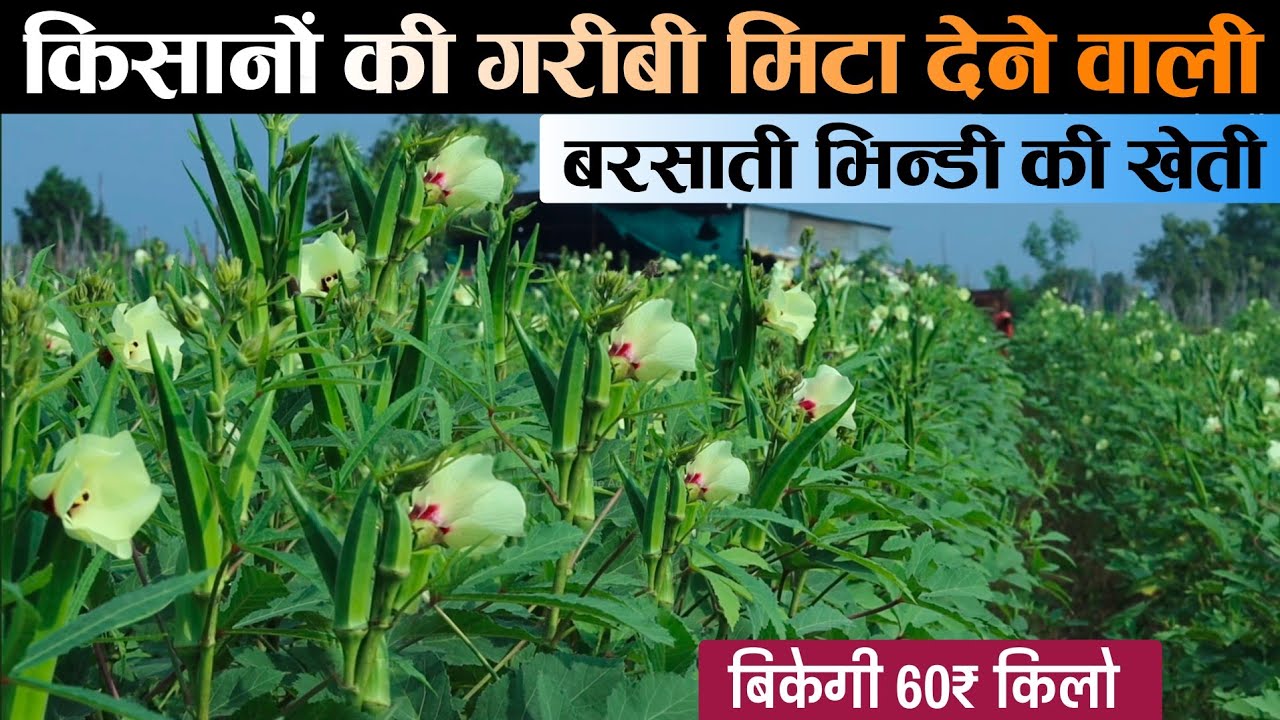 Barsati bhindi ki kheti | बरसाती भिन्डी | bhindi ki kheti | Variety ...