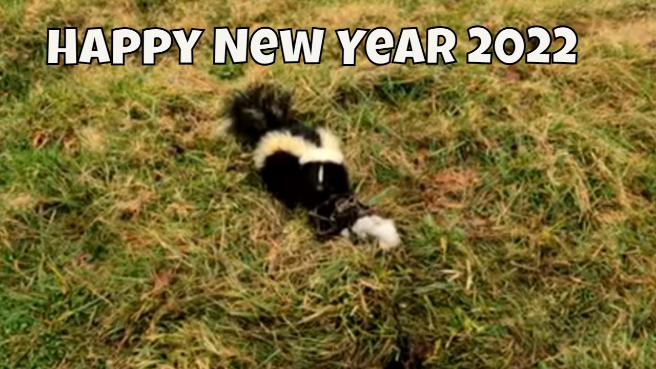 Predator Trapping 2022 Happy New Year - YouTube