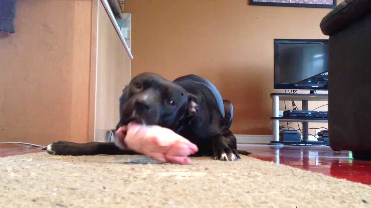 Pitbull puppy eating a raw pig foot#dog #pitbull #rawfed - YouTube