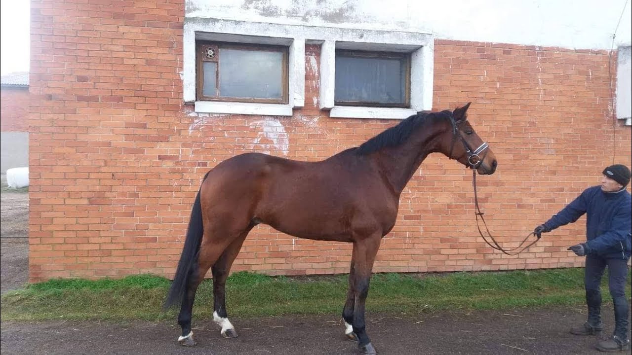 7yo Don Index gelding free - YouTube