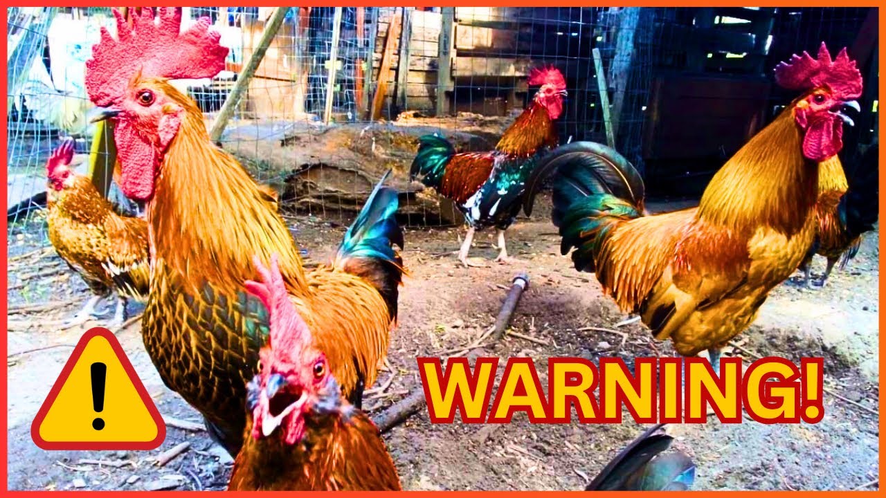 Hawk Alert by Rooster - Rooster Predator Alarm Call - YouTube