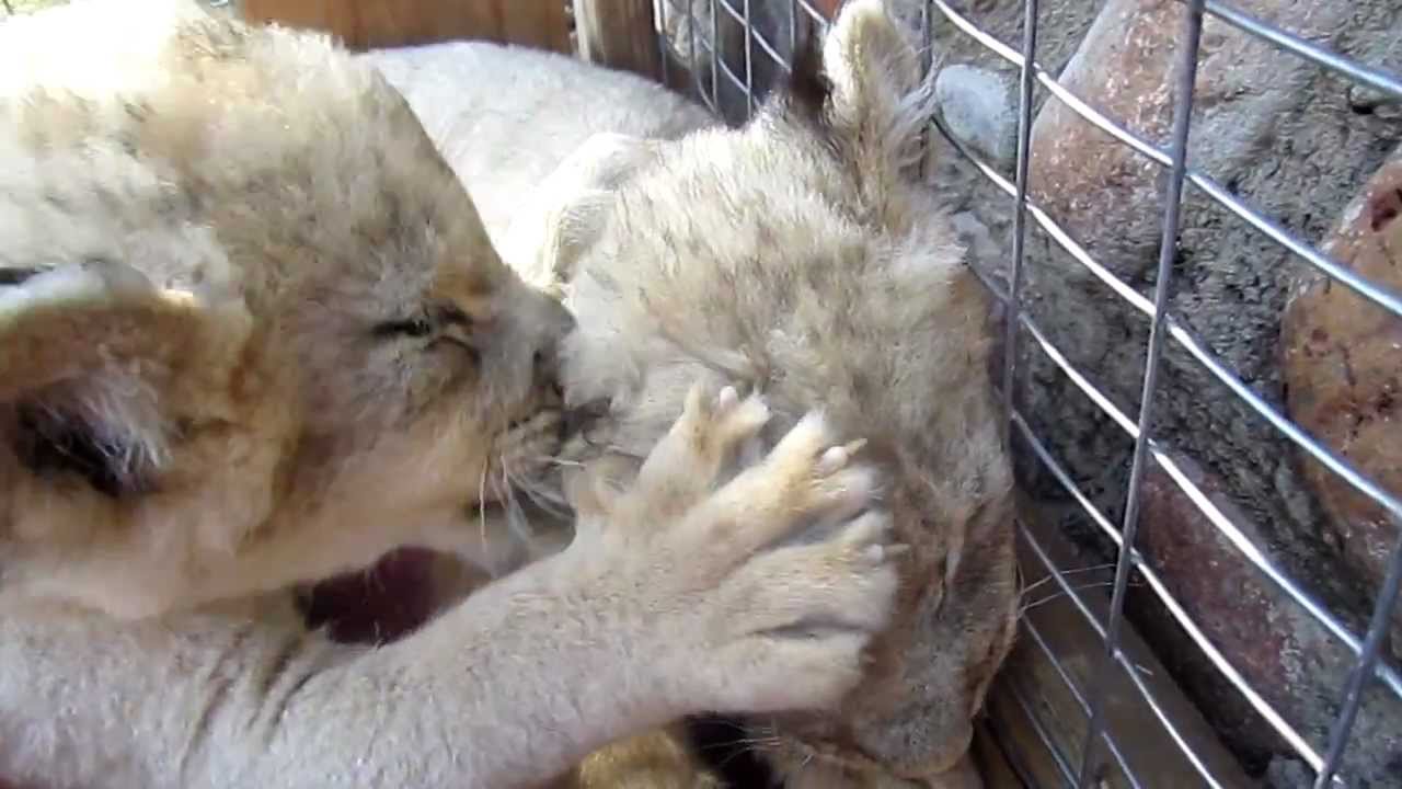 3 weeks old Lion cubs grooming each other! - YouTube
