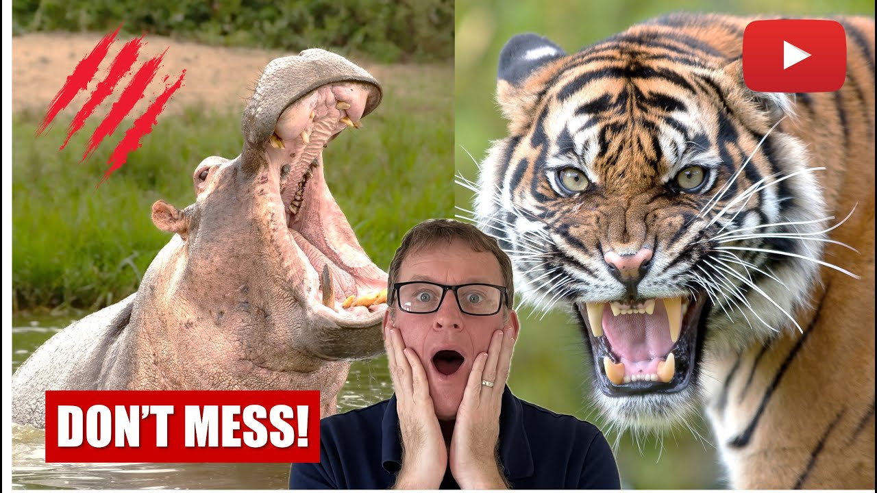 Top 10 Most Dangerous Zoo Animals - YouTube