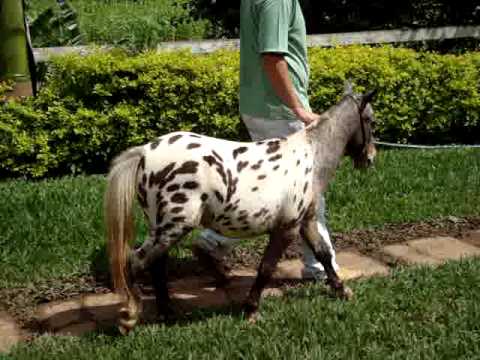 MINI PÔNEI -MINI FAZENDA REINO ENCANTADO - YouTube