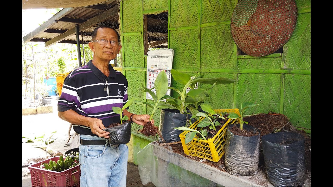 Pag-paparami ng binhing saging lakatan (tissue cultured) at mula sa ...