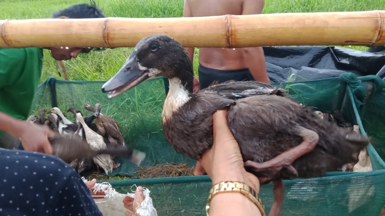 itik kung dumalaga at nangingitlog na itik nagrumble😳😥 problema na ...