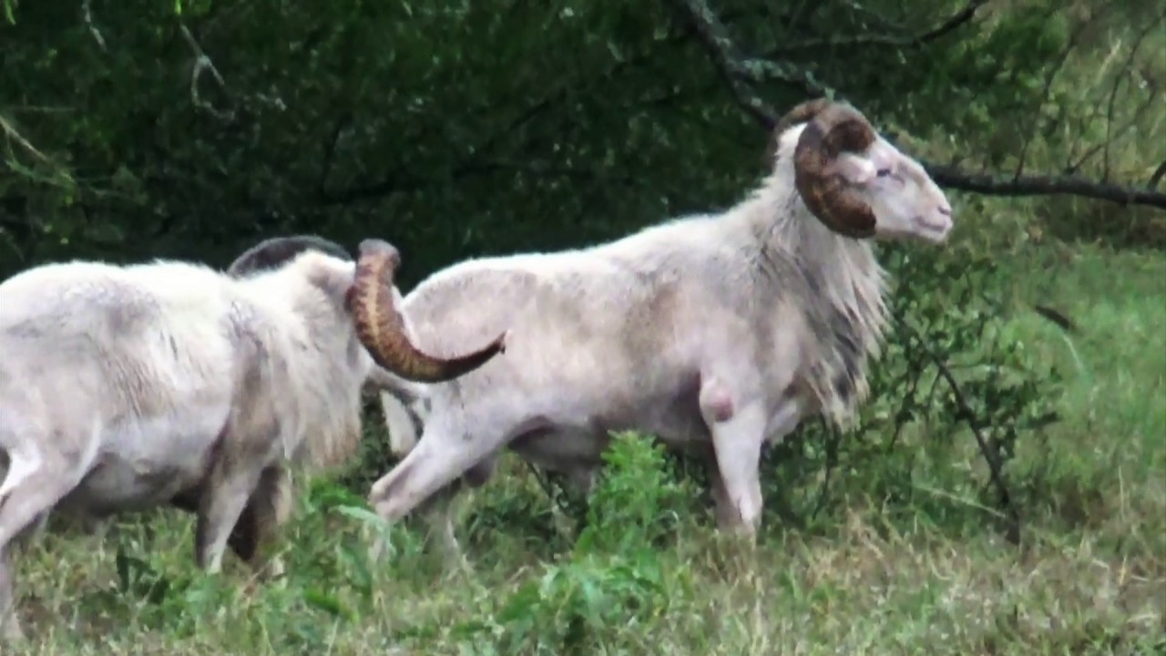 Big Texas Rams - YouTube