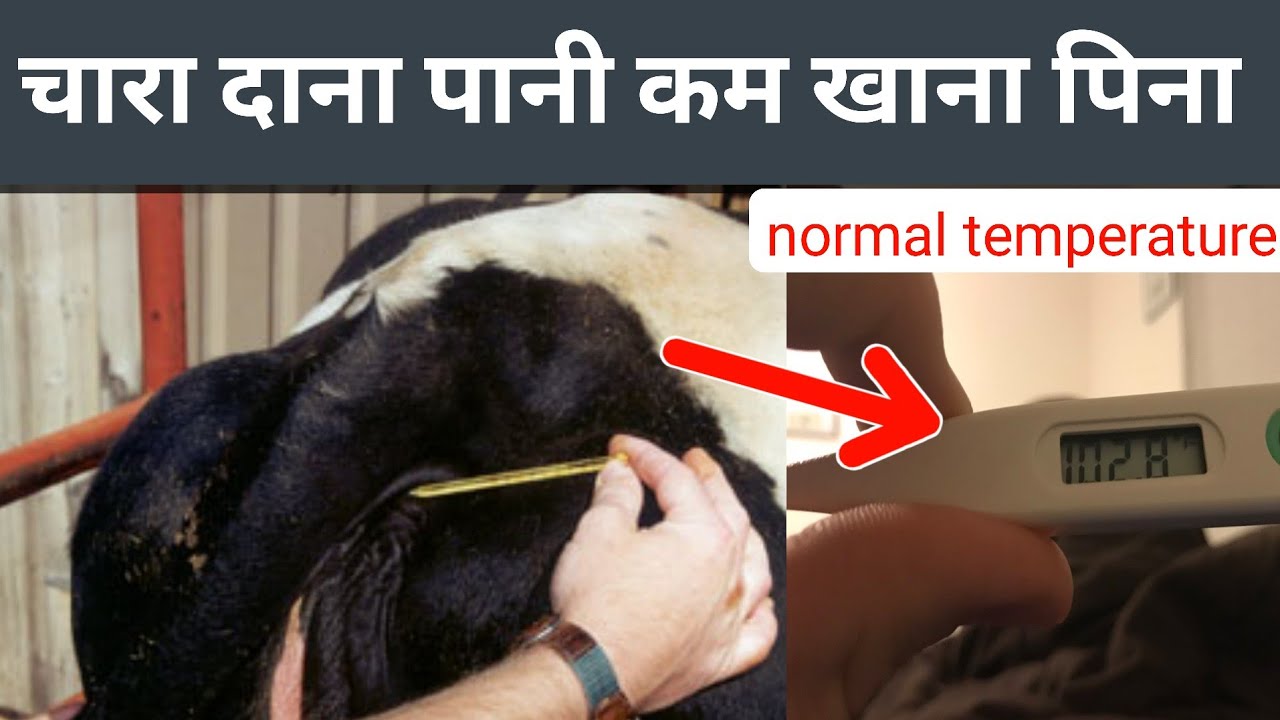 गाय भैंस का नाॅर्मल टेम्परेचर का इलाज || cow buffalo normal temperature ...