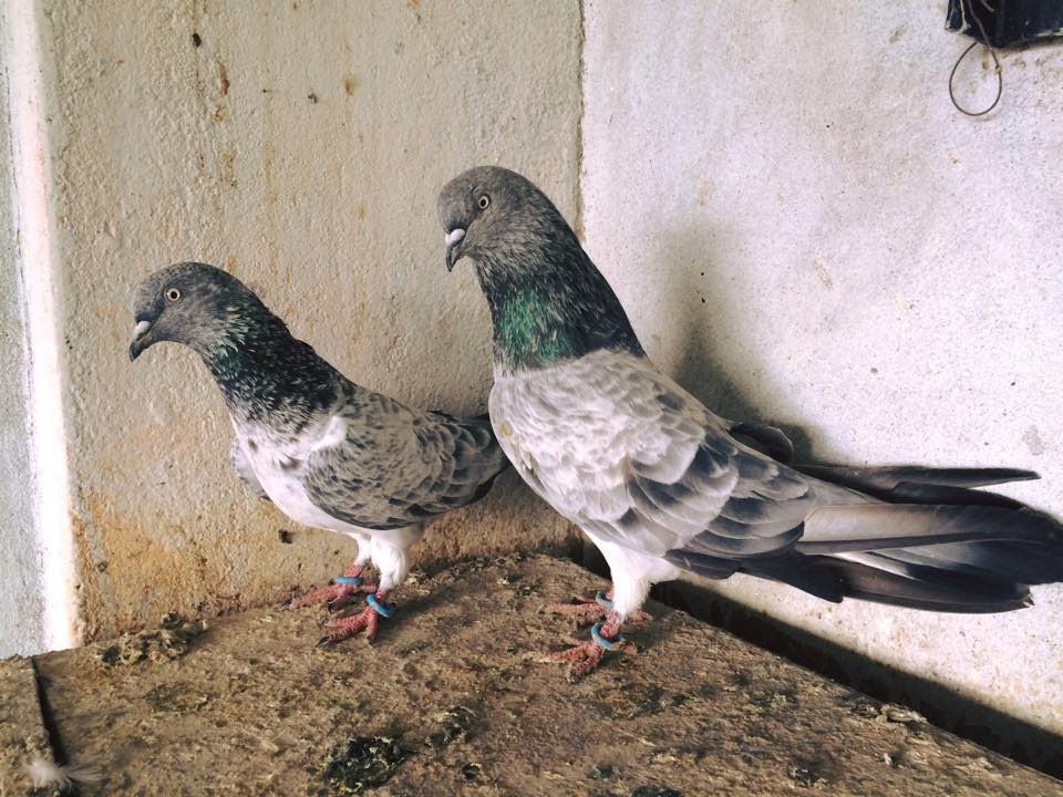 Indian Pigeons Ankit Paliwal Udepur Rajasthan Part2 - YouTube