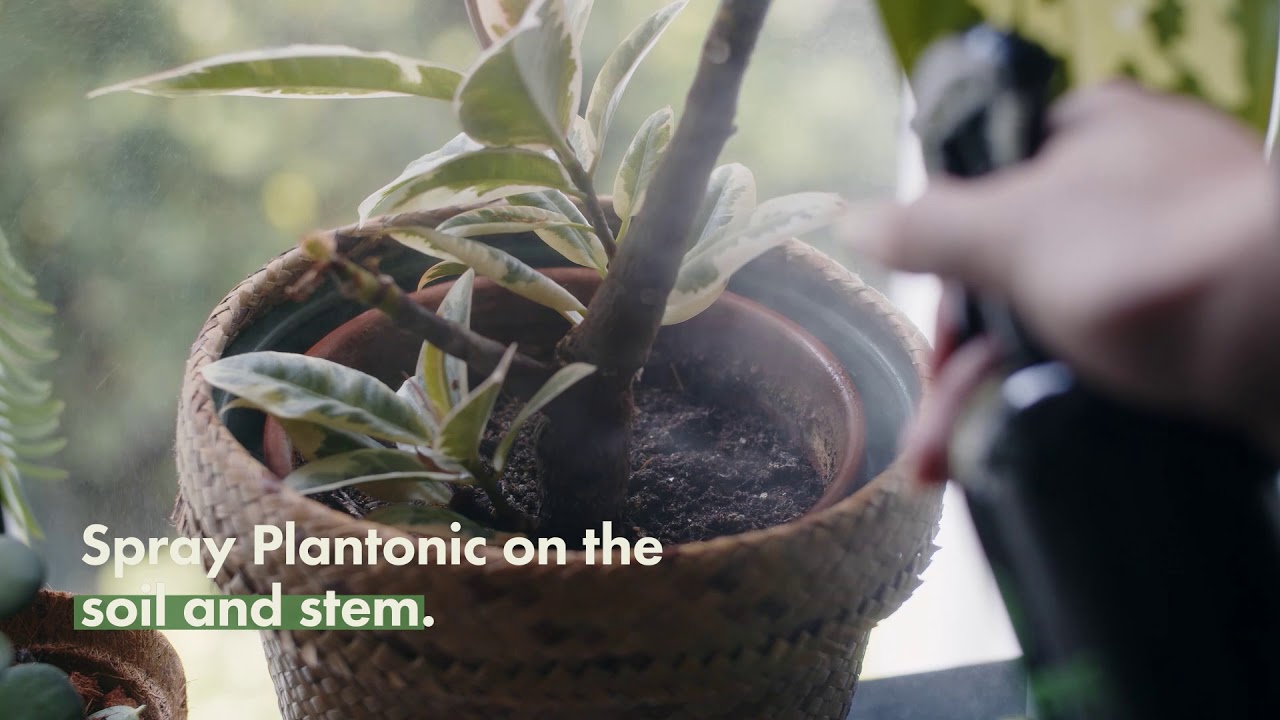 How To Use Plantonic - YouTube