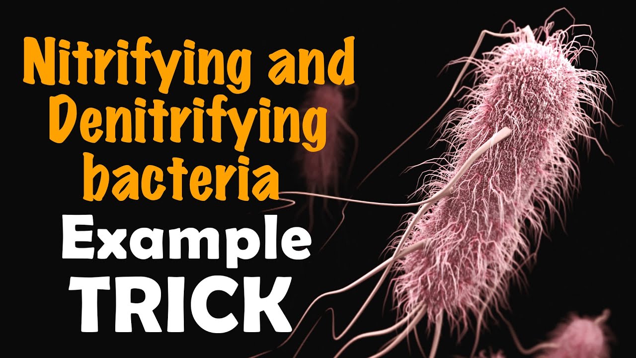 Mineral Nutrition | Super Tricks | Examples of nitrifying and ...