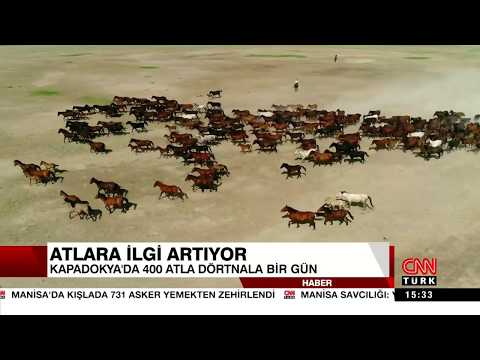 Yılkı atları kapadokya