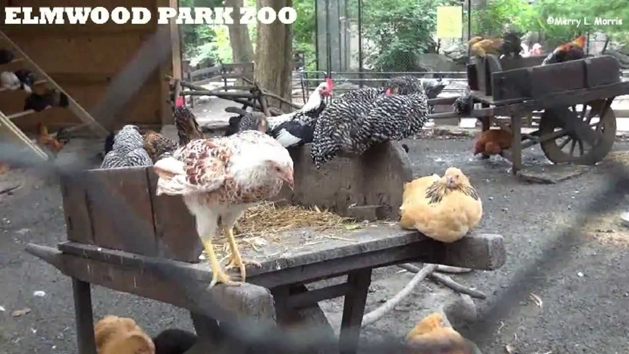 Elmwood Park Zoo Chicken Coop Full of Happy Chickens - YouTube