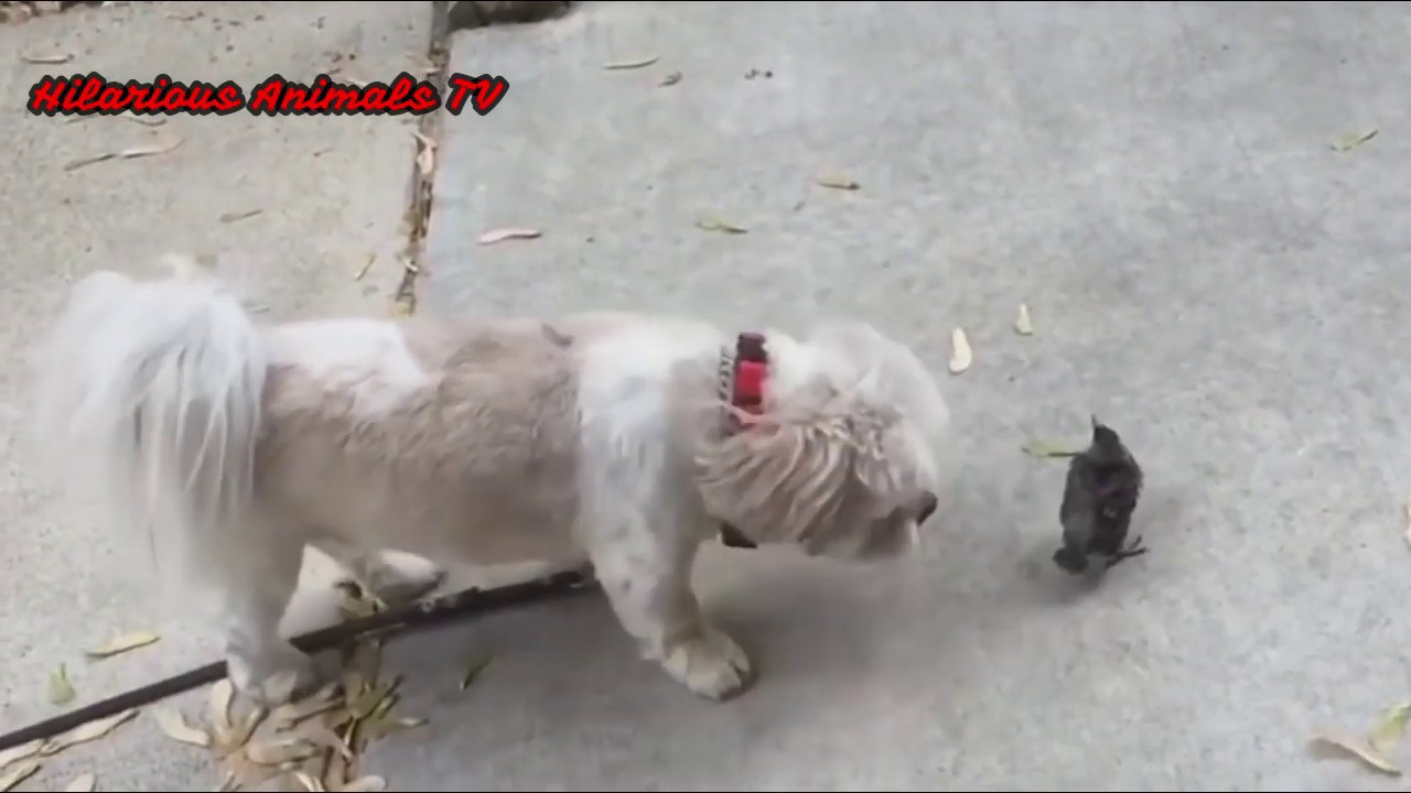 Dummy Dogs | "Dog Fails" | Funniest Dog Fails - YouTube