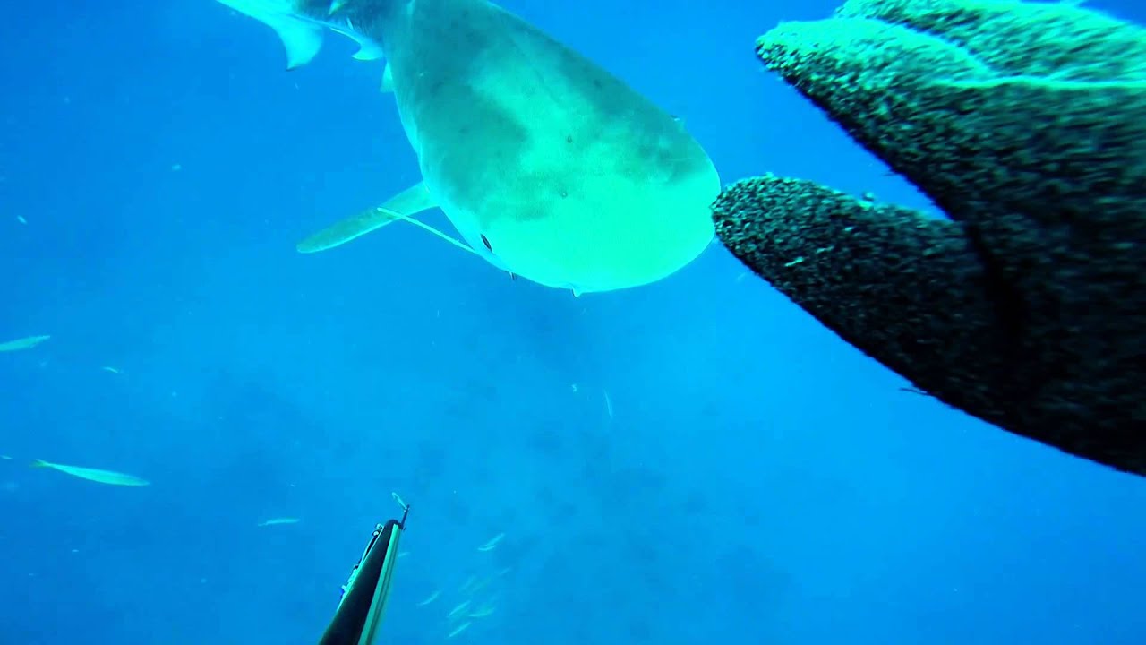 Tiger Shark Push Off - YouTube