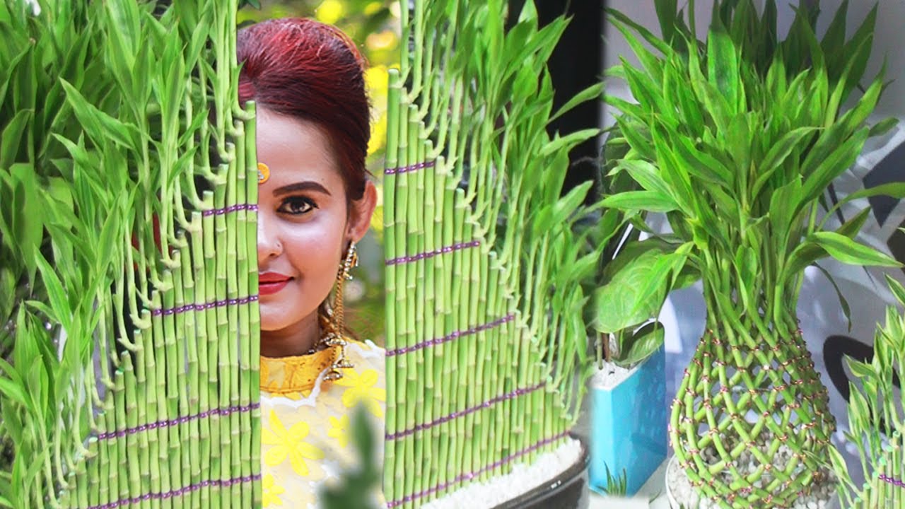 Amazing Lucky Bamboo Plant Decoration Ideas | Bamboo Plant | Bamboo ...