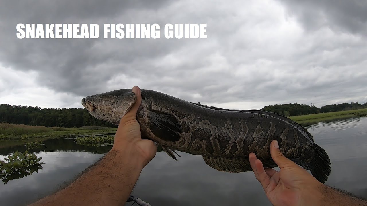 Summertime Fun Catching Potomac River Snakeheads - YouTube
