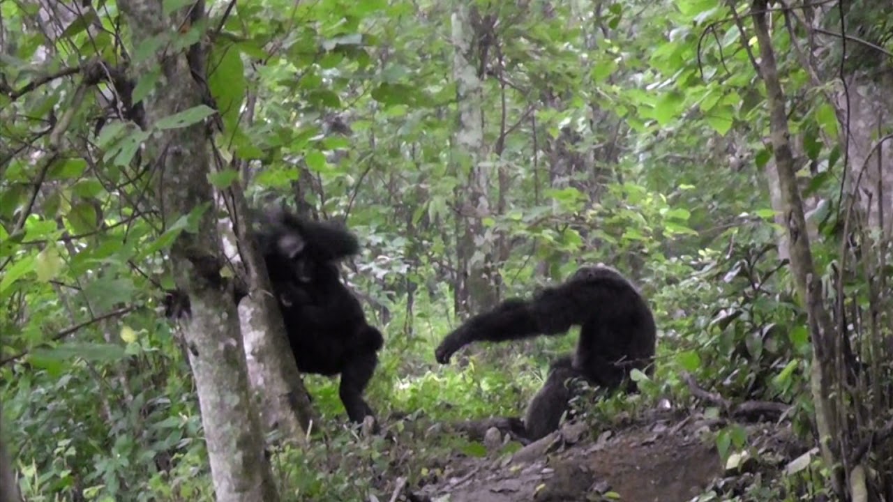 Eastern chimpanzee gesture - Reach wrist (Example 1) - YouTube