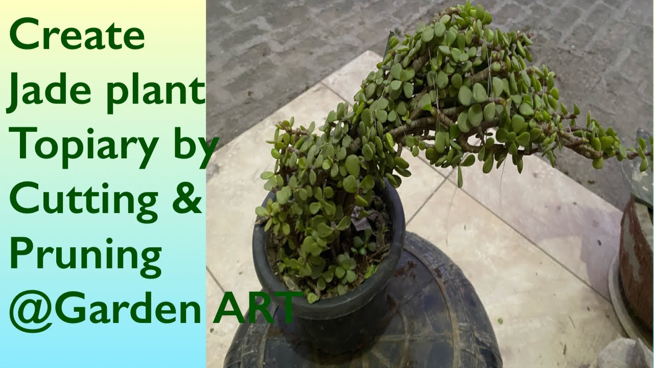 Create Jade Plant TOPIARY by Cutting and Pruning @Garden ART - YouTube