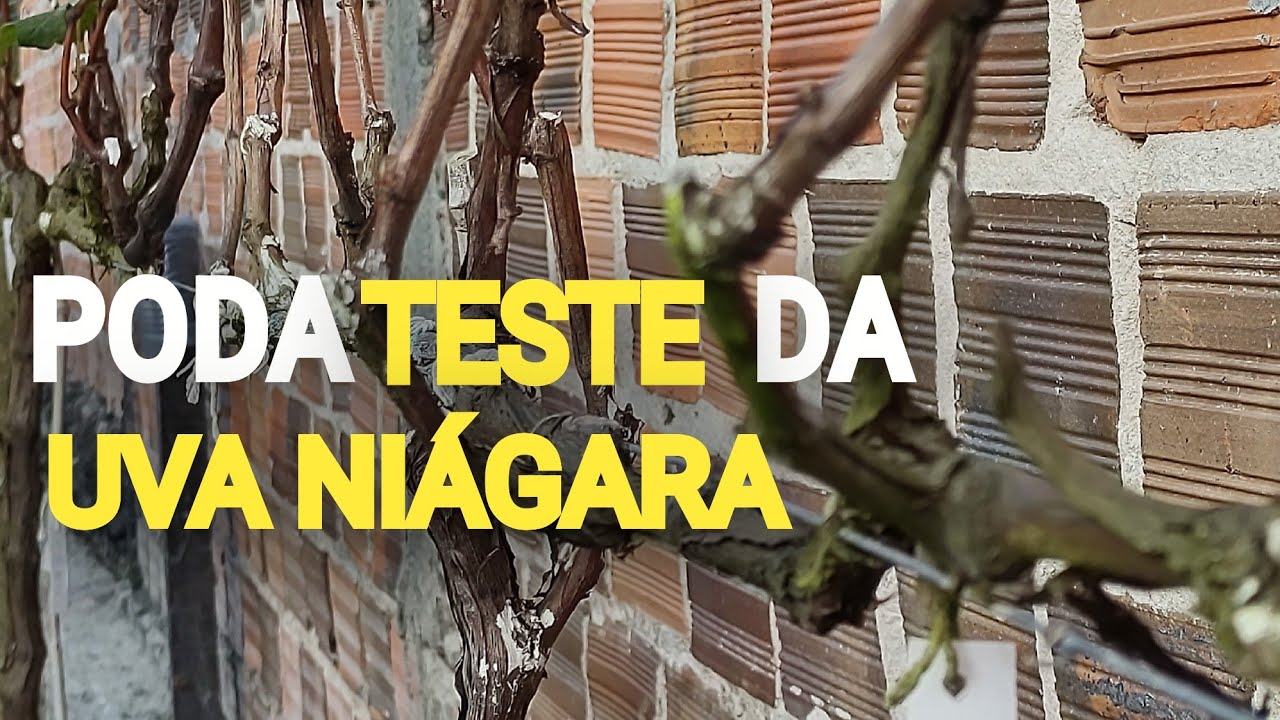 PODA da VIDEIRA Niágara Rosa em 19 de Agosto na minguante - YouTube