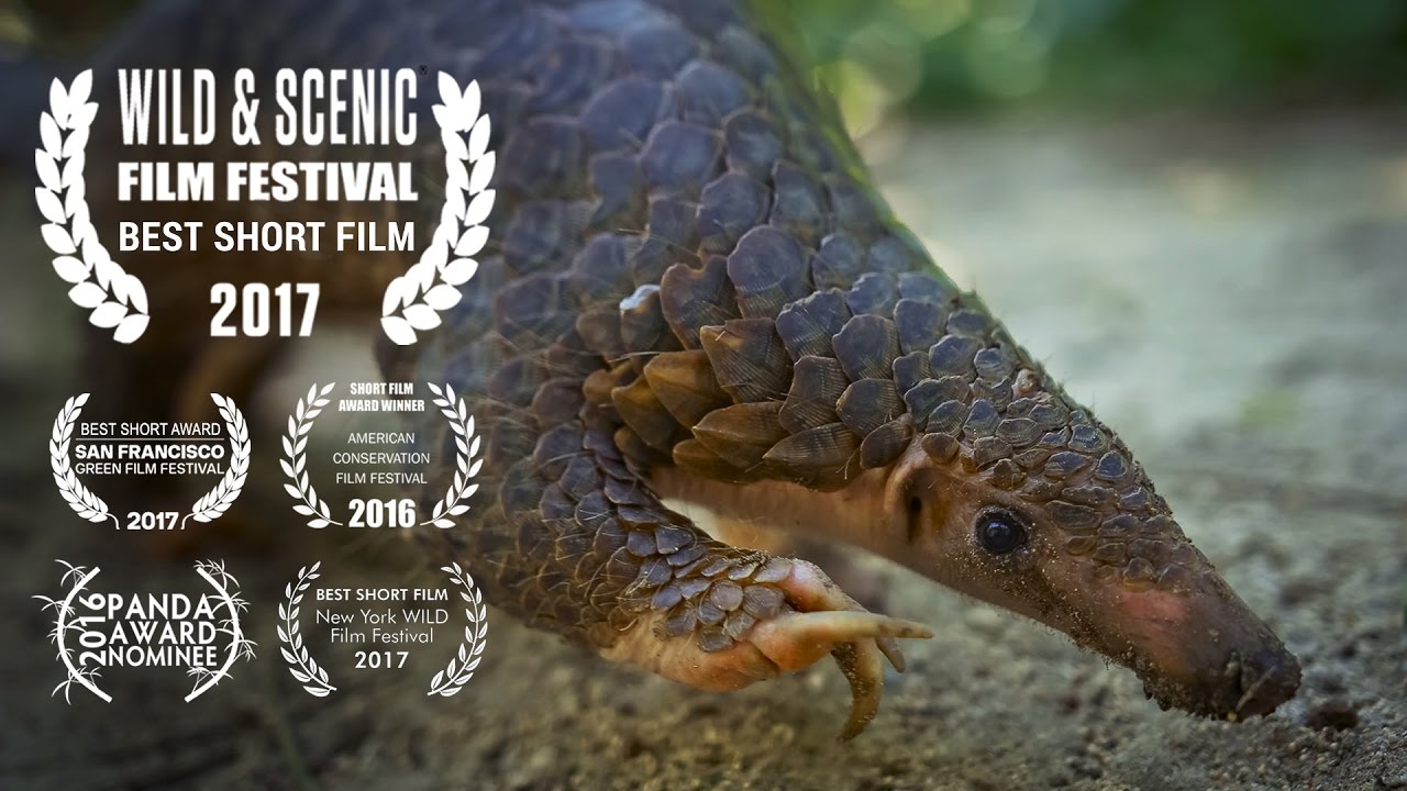 PANGOLIN, Trailer - YouTube