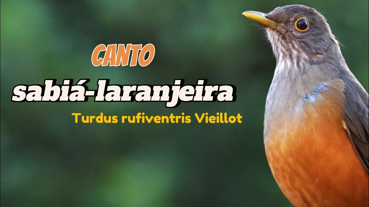 Canto do SABIÁ-LARANJEIRA, sabiá-ponga, sabiá-poca, Turdus rufiventris ...