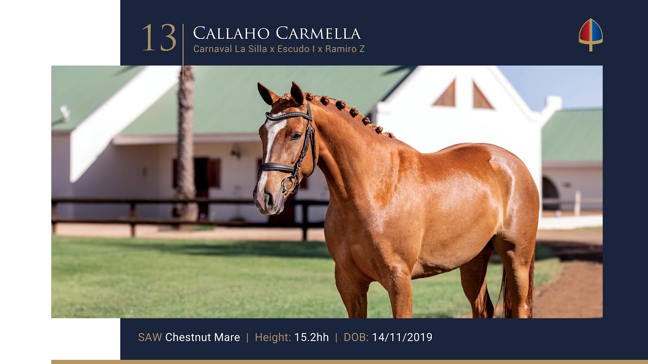 Lot 13 | Callaho Carmella (Carnaval la Silla x Escudo I x Ramiro Z ...