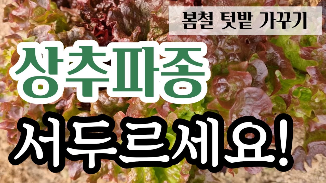 봄철 텃밭가꾸기 상추씨 뿌리기 상추씨뿌리는시기봄상추씨뿌리기상추파종시기상추기르기상추씨파종시기3월파종작물