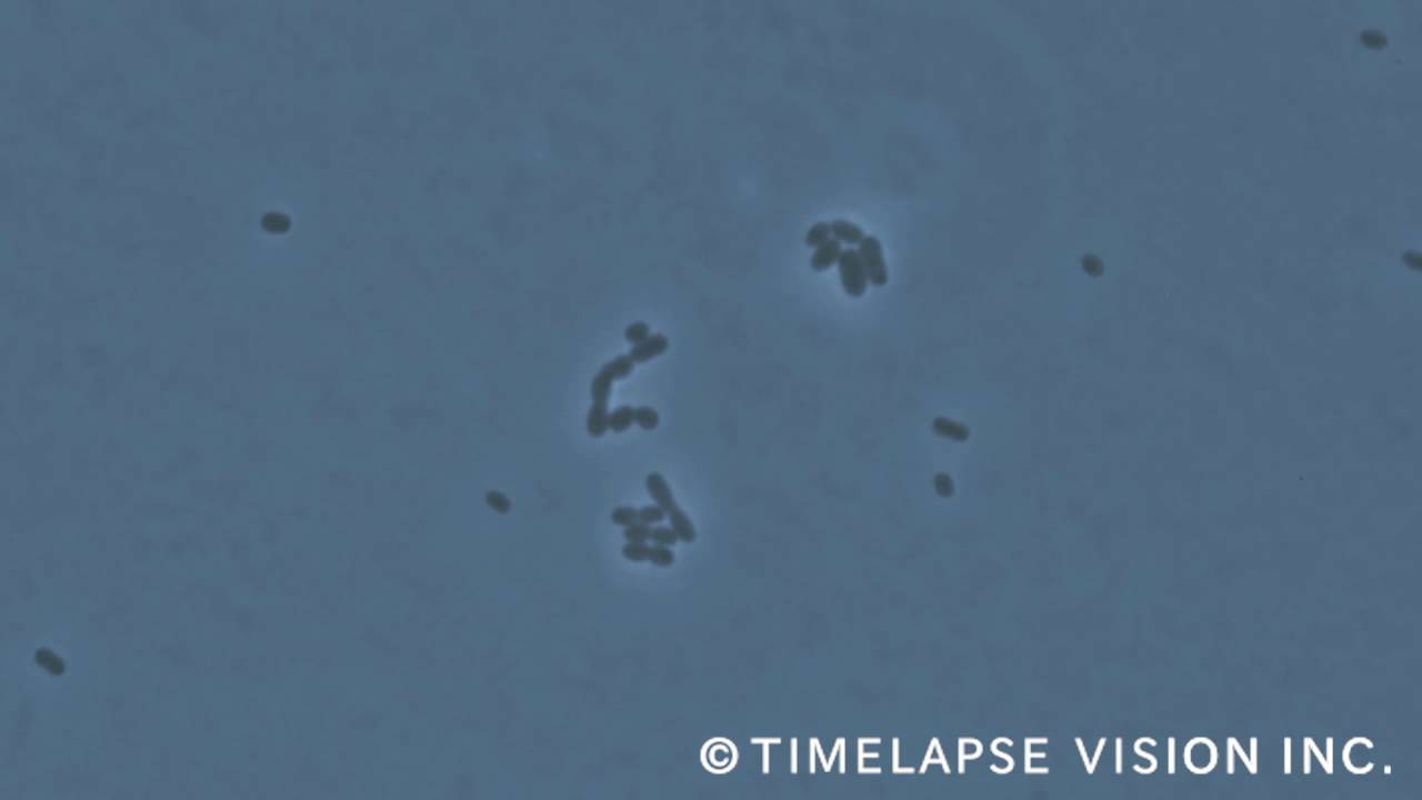 Growth of Peptostreptococcus anaerobius -ペプトストレプトコッカスの増殖- - YouTube