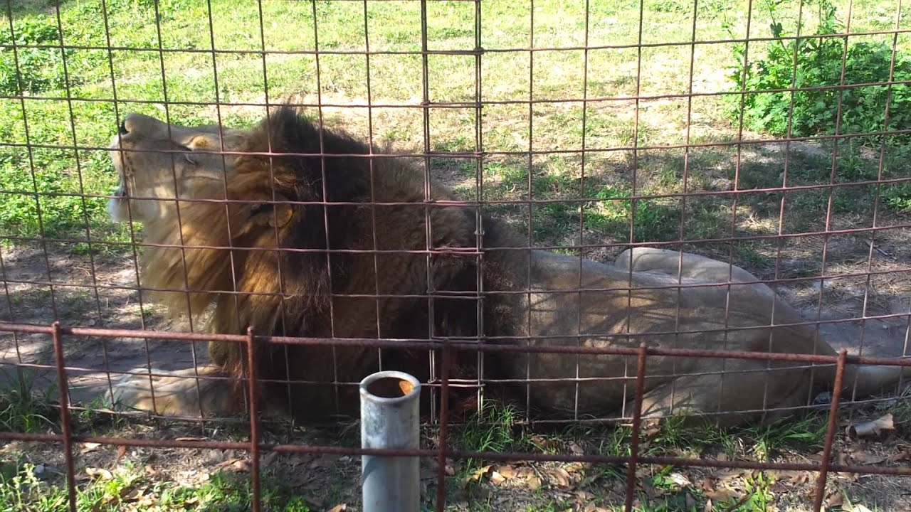Lion @ Big Cat Rescue in Tampa, Florida - YouTube