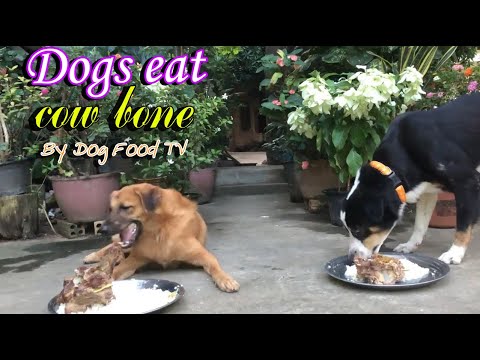 Dogs eat cow bone episode 350| By Dog Food TV - YouTube