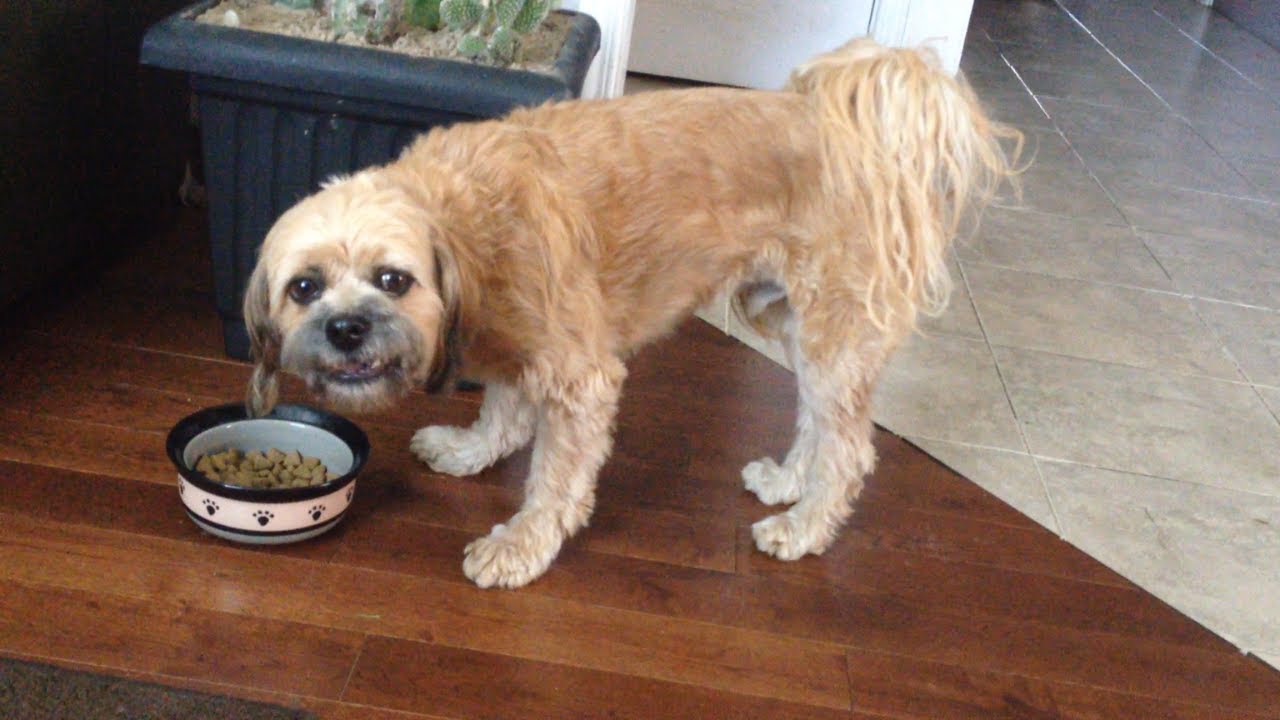 Just a Shih Poo eating his Kibble - YouTube