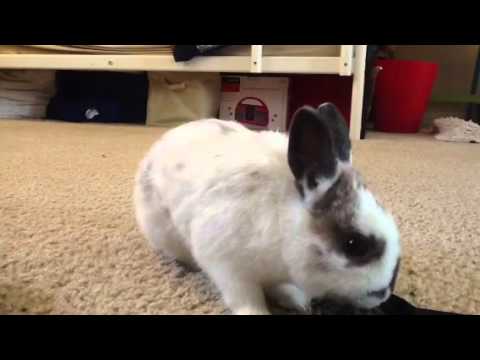 How to get your Rabbit to come when called - YouTube