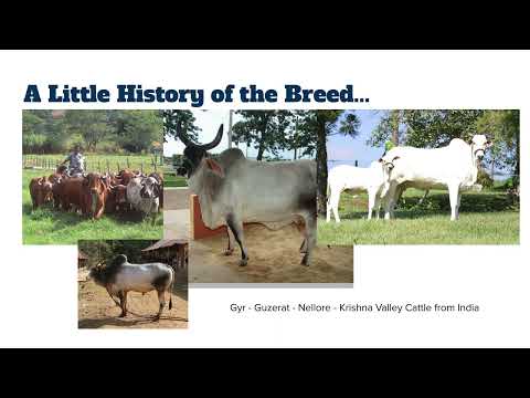 Brahman History
