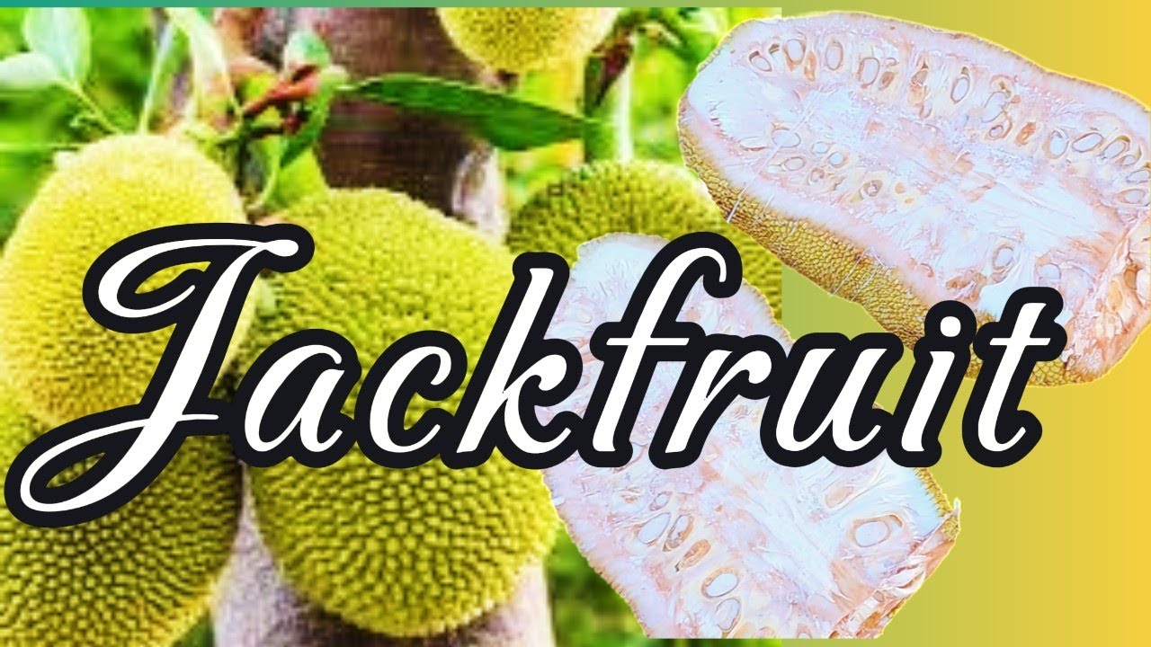 Aventure culinaire: Viens découvrir le jack fruit , le plus gros fruit ...