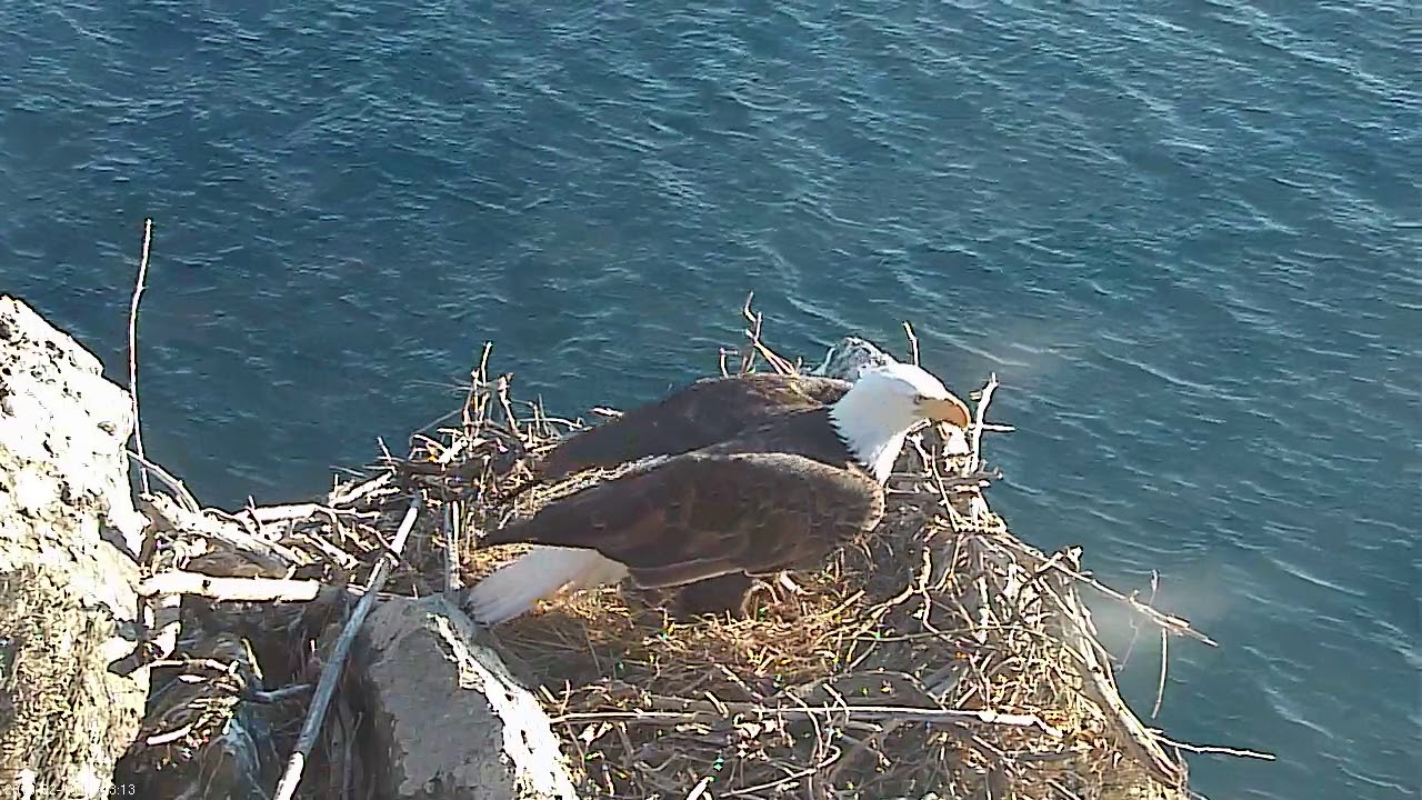 Two Harbors Bald Eagle Cam 02-16-2018 16:27:41 - 17:27:42 - YouTube