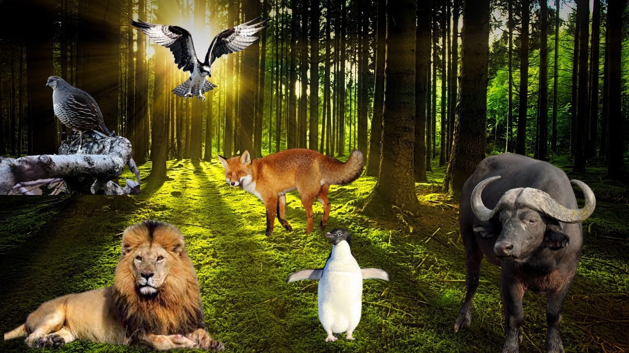 Useful and interesting about animals - YouTube