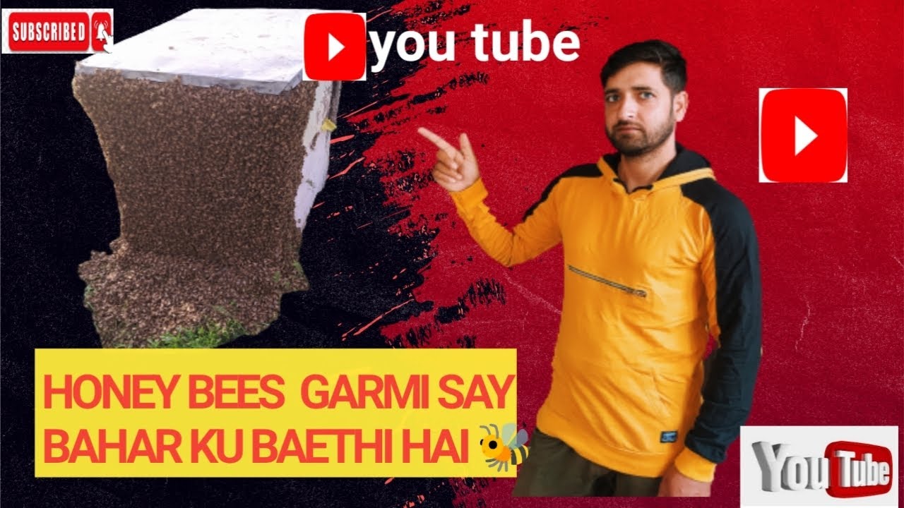 Honey Bees Garmi se Bhar Kyu Baithti Hai [Bee Keeping in Kashmir] - YouTube